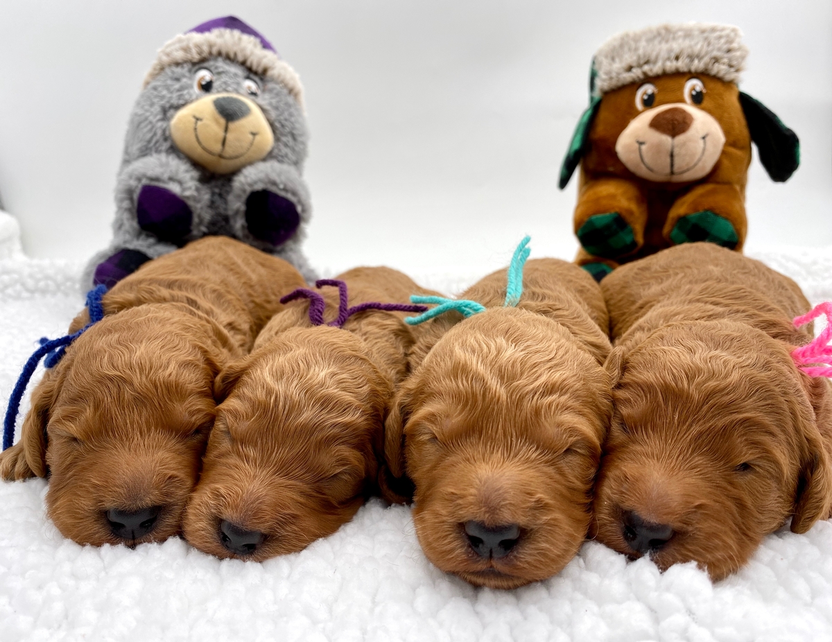 Pierce -Texas Doodles