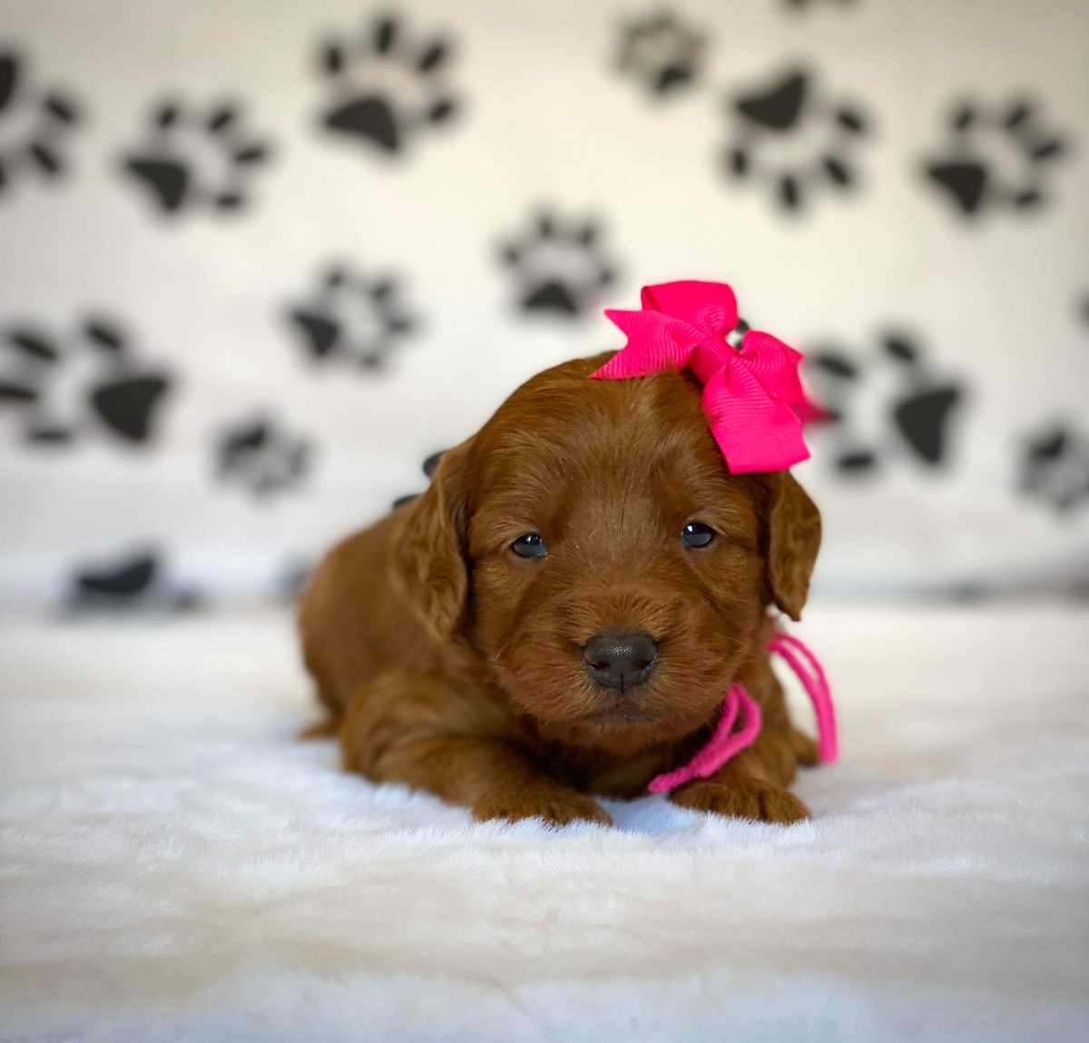 Blaze's - Texas Doodles