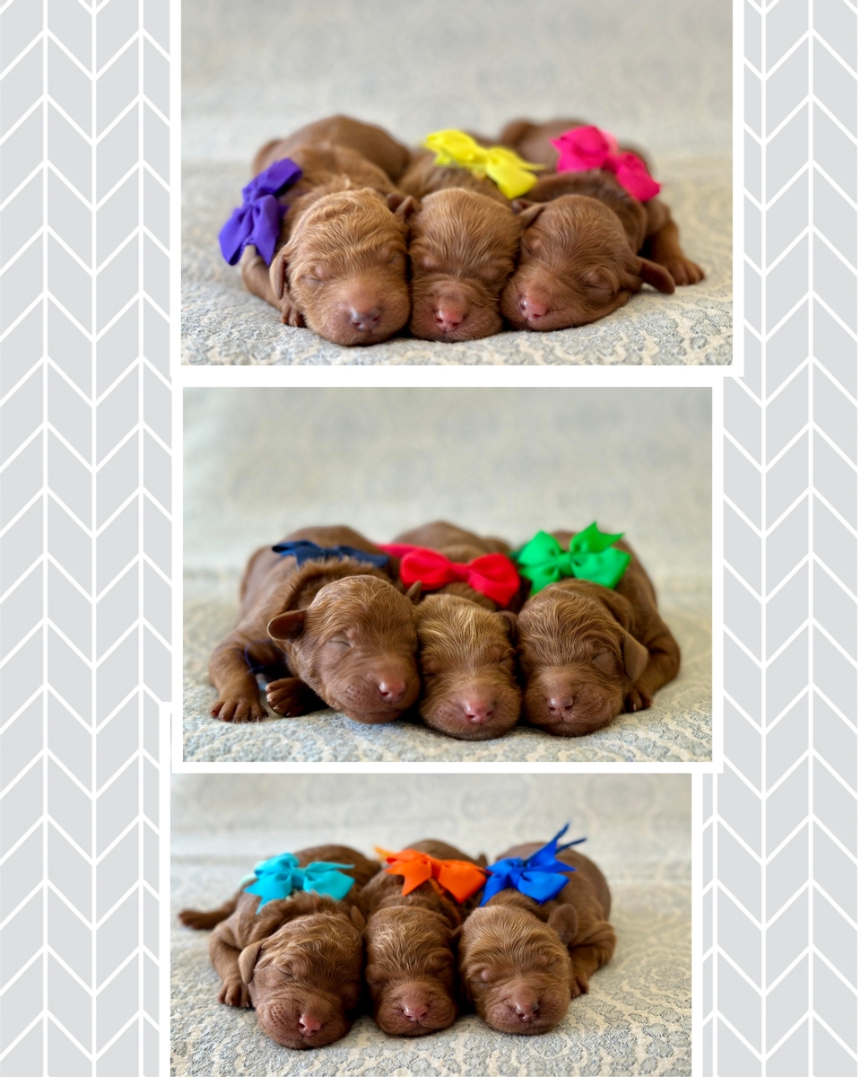 Hadley - Texas Doodles