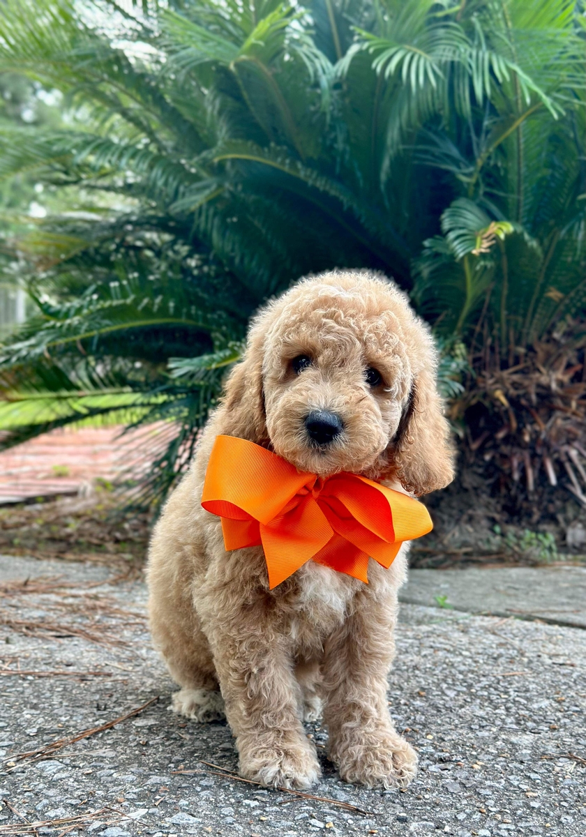 Luna - Texas Doodles