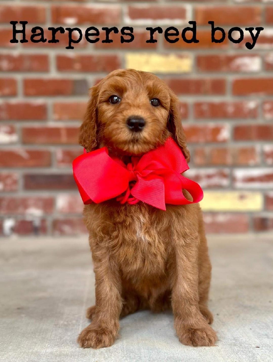 Harper's - Texas doodles