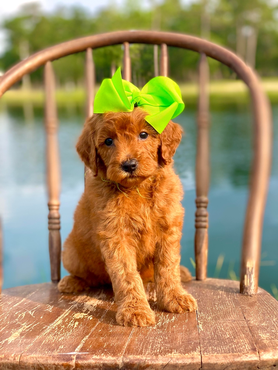 Gracie - Texas Doodles