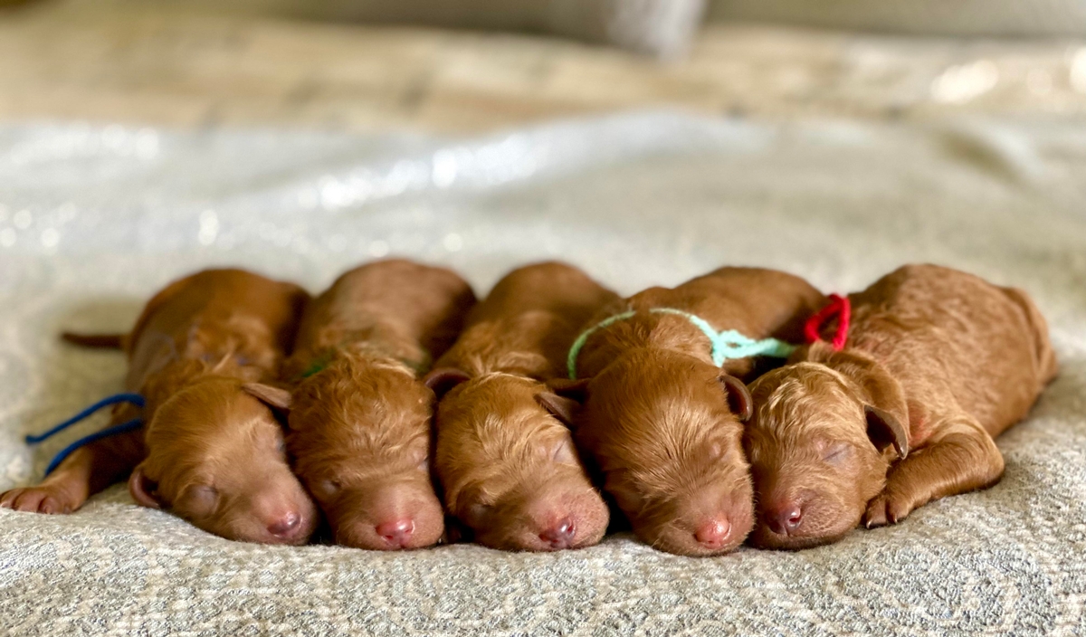 Millie's - Texas Doodles