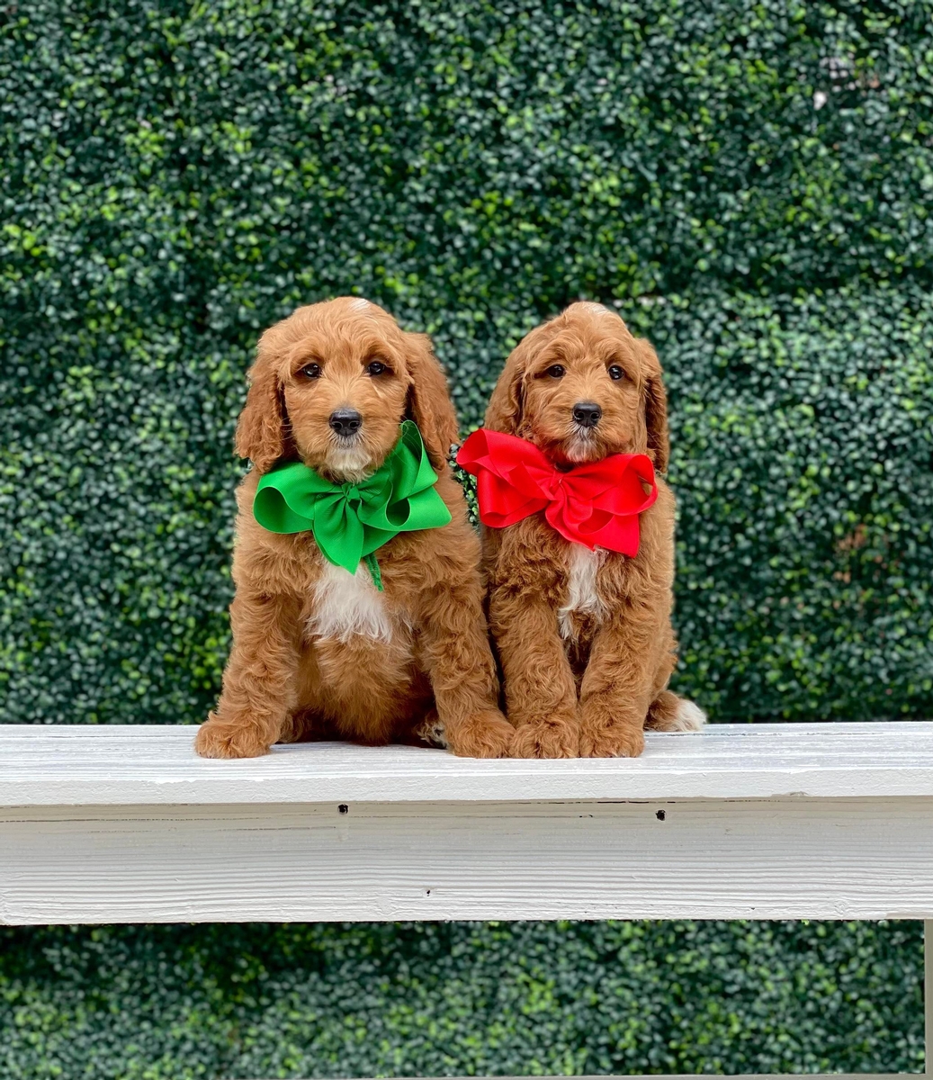 Brittain - Texas Doodles