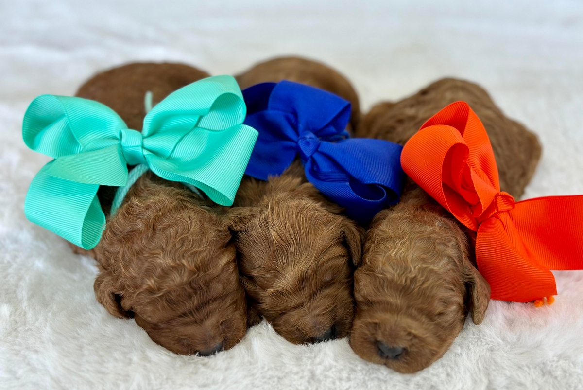 Hadley - Texas Doodles