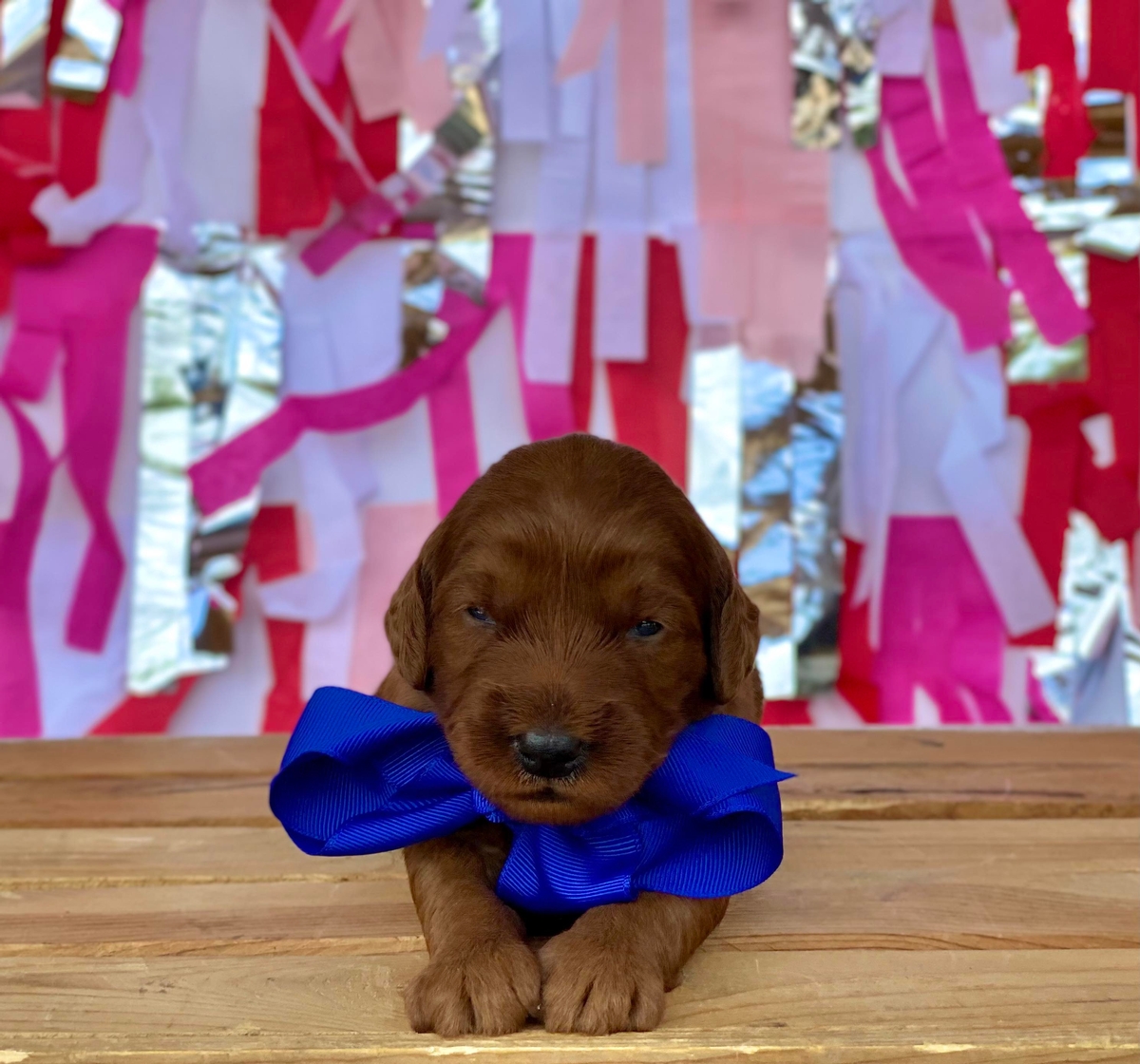 Blaze's - Texas Doodles