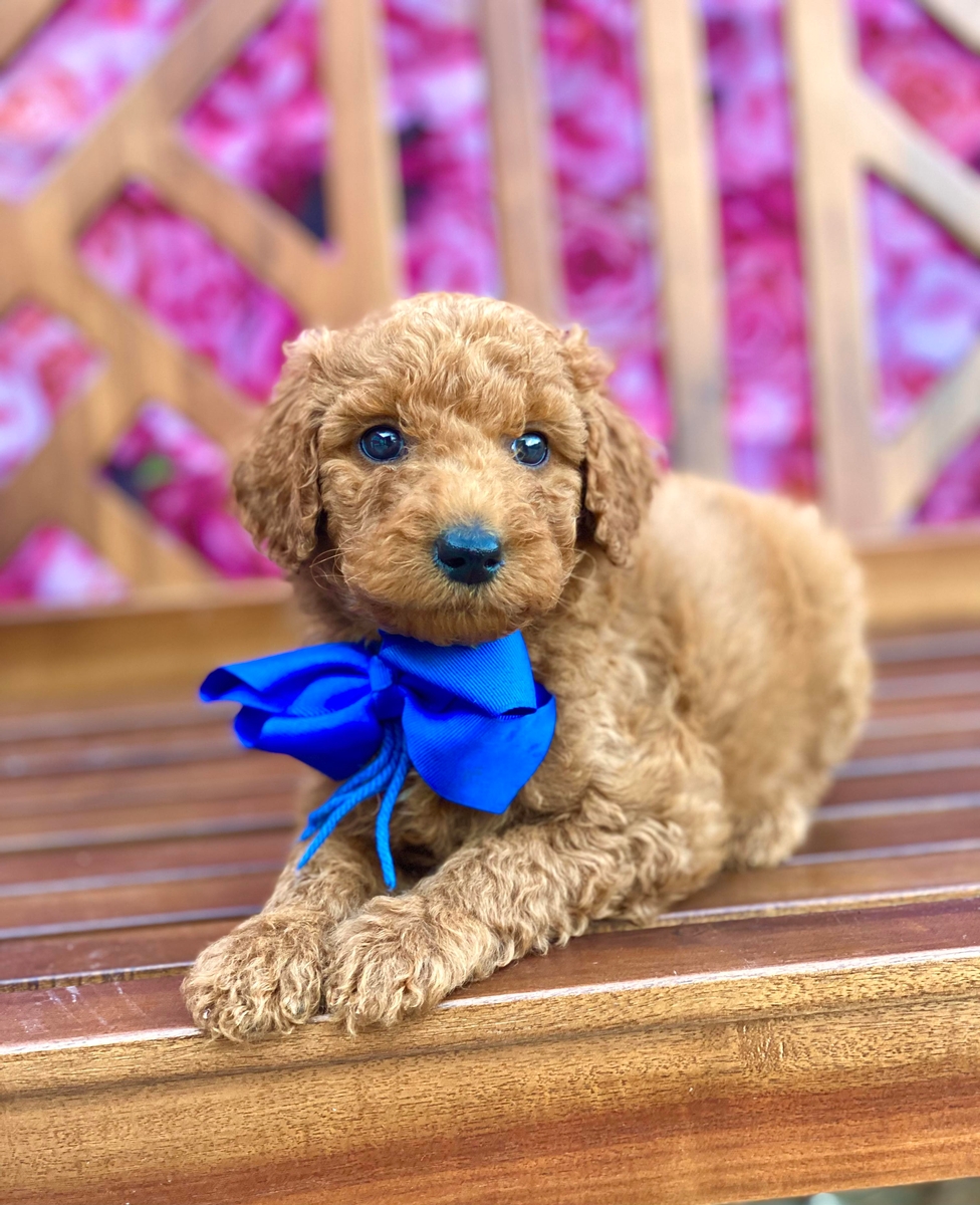 Harper's - Texas doodles