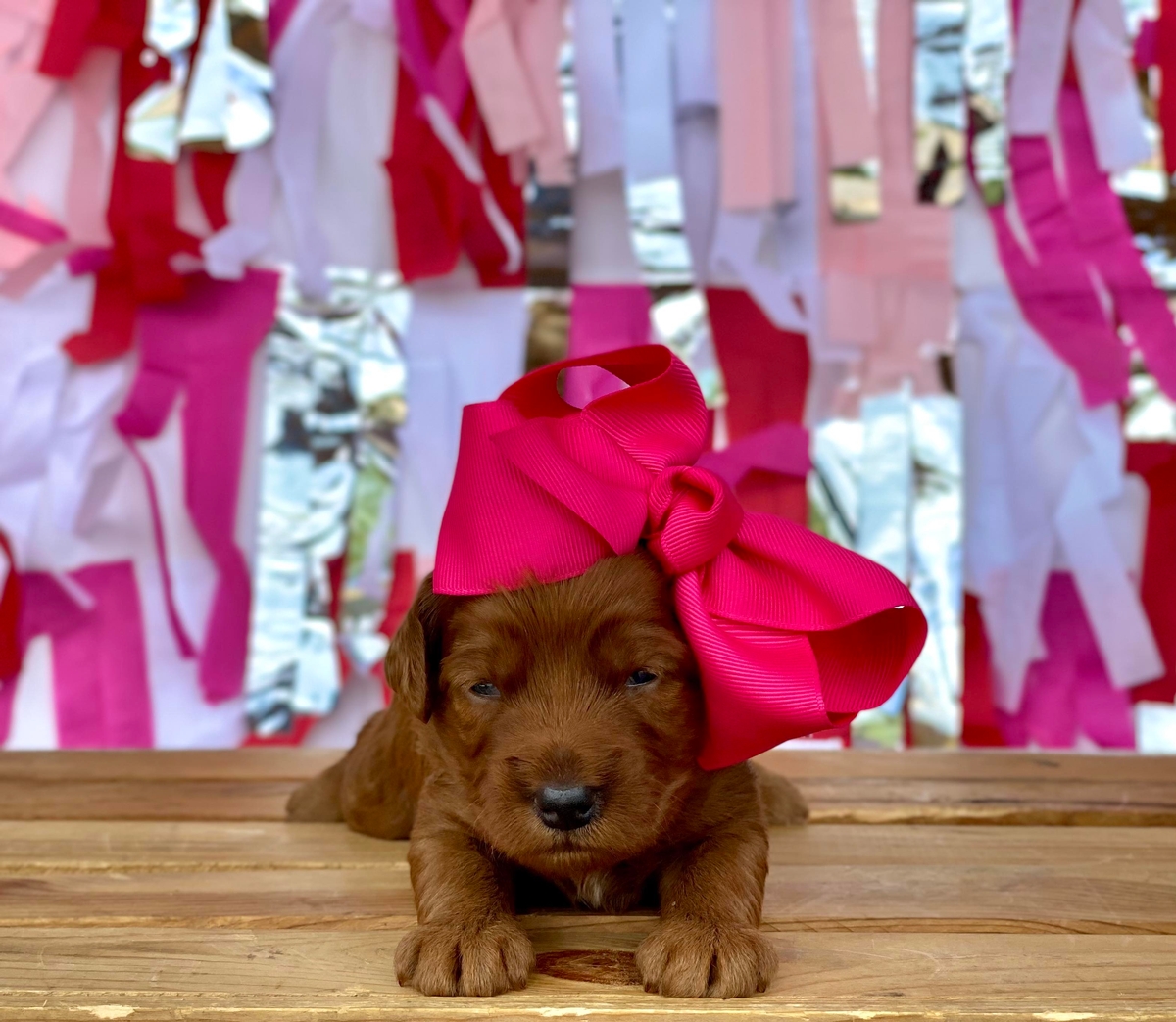 Blaze's - Texas Doodles