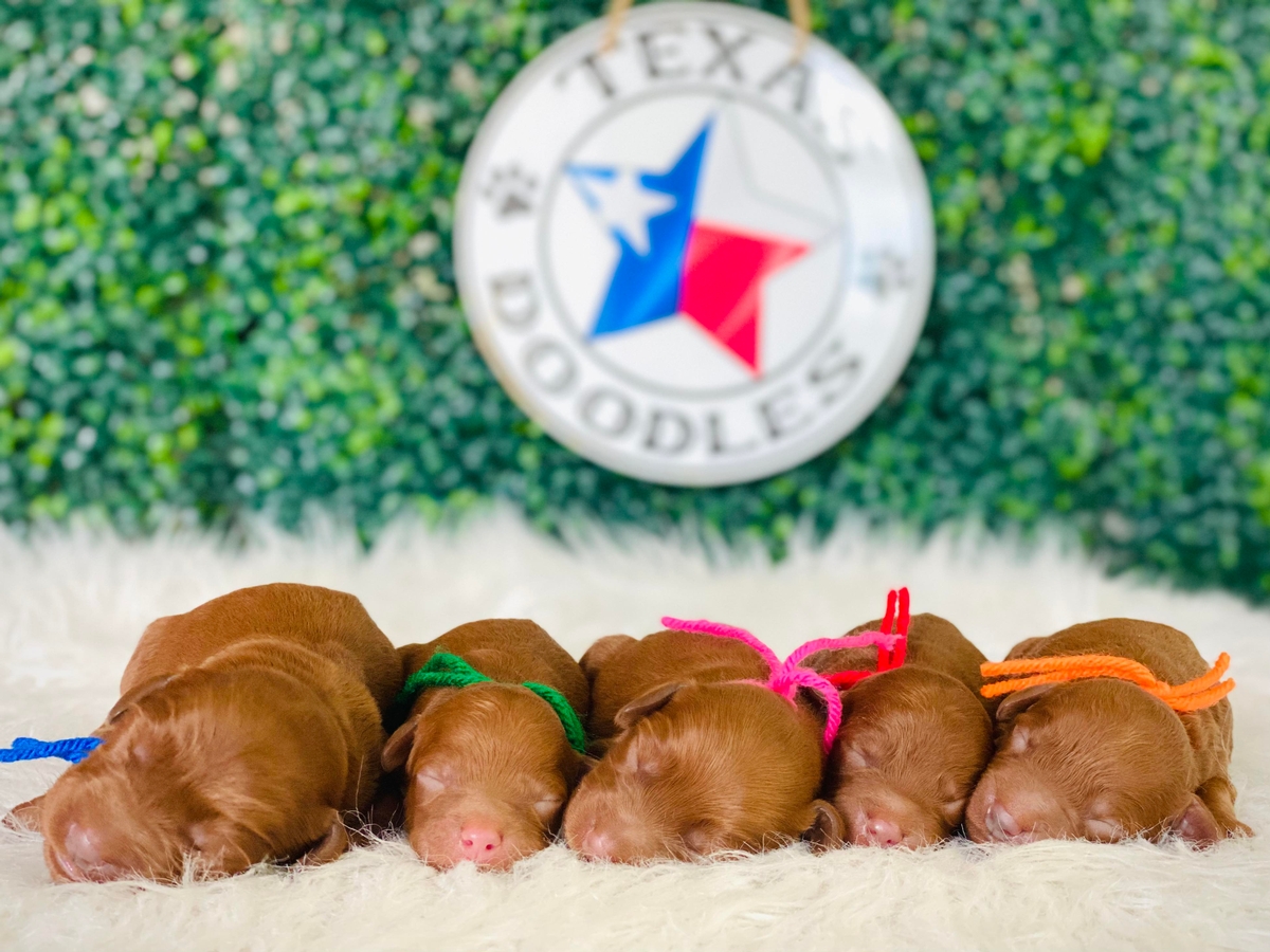 Blaze's - Texas Doodles