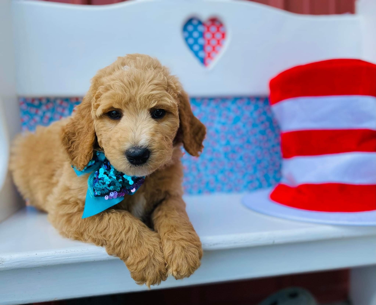 Sadie - Texas Doodles