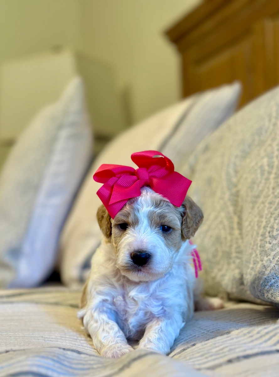 Bambi - Texas Doodles