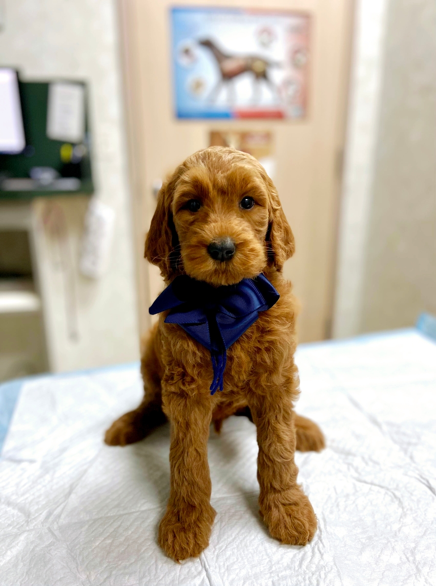 Wimberly - Texas Doodles