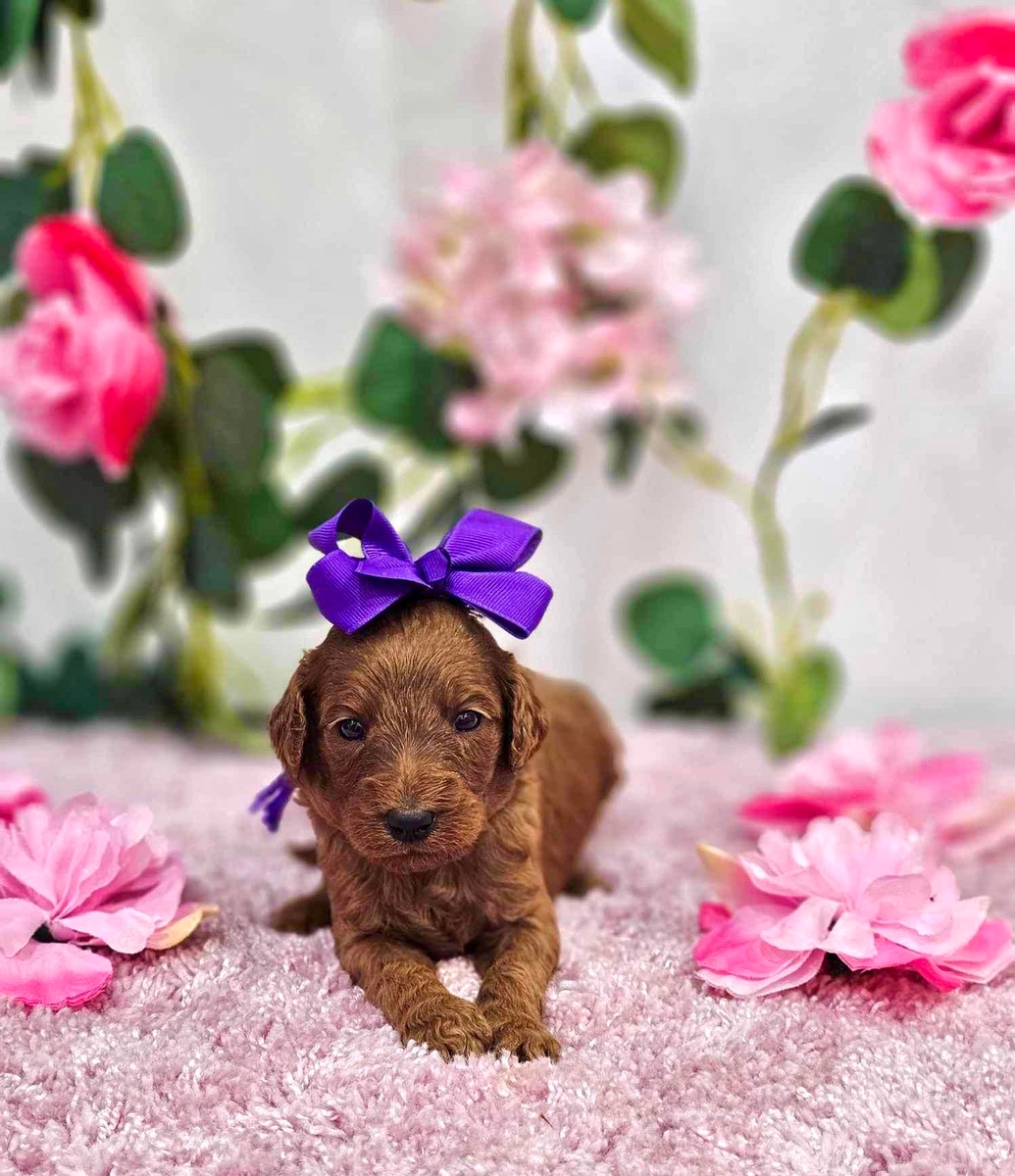 Harper's - Texas doodles