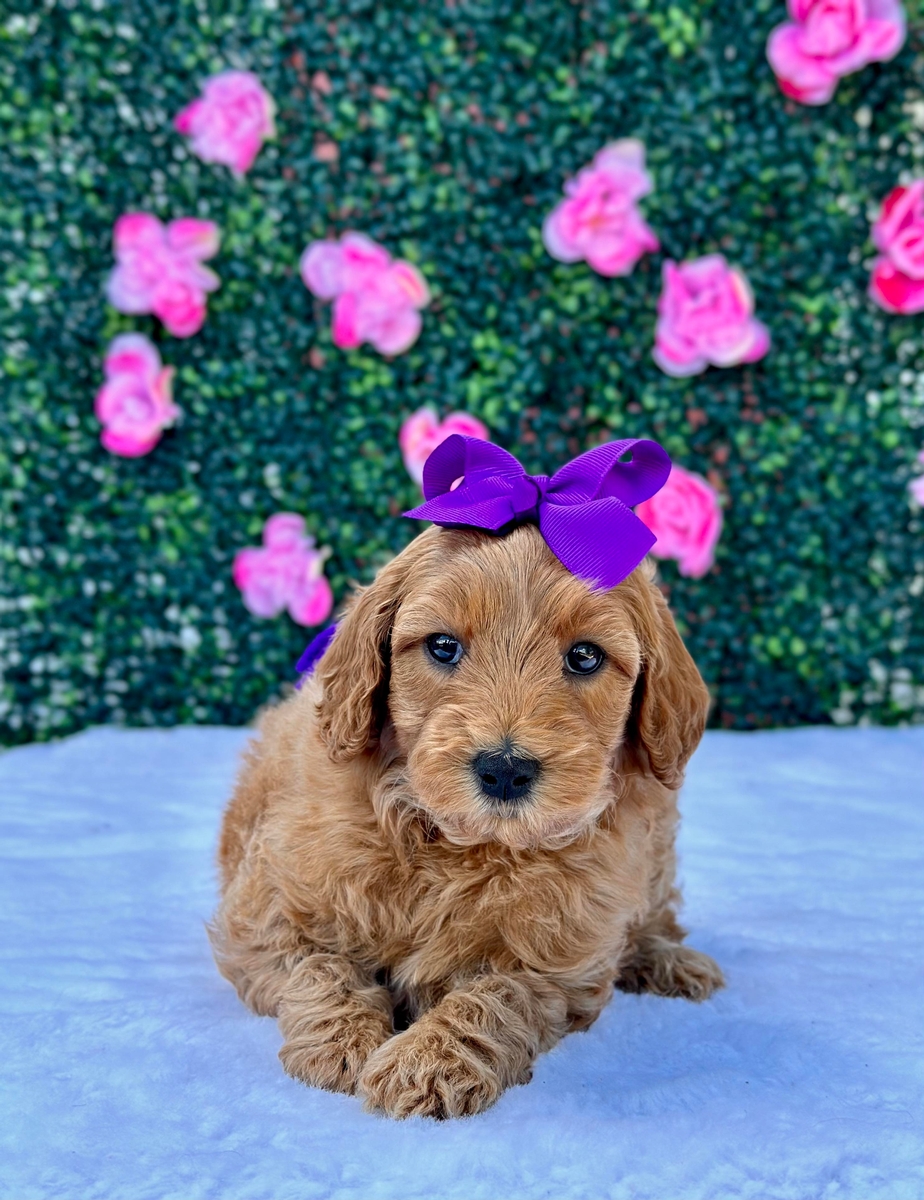 Gracie - Texas Doodles