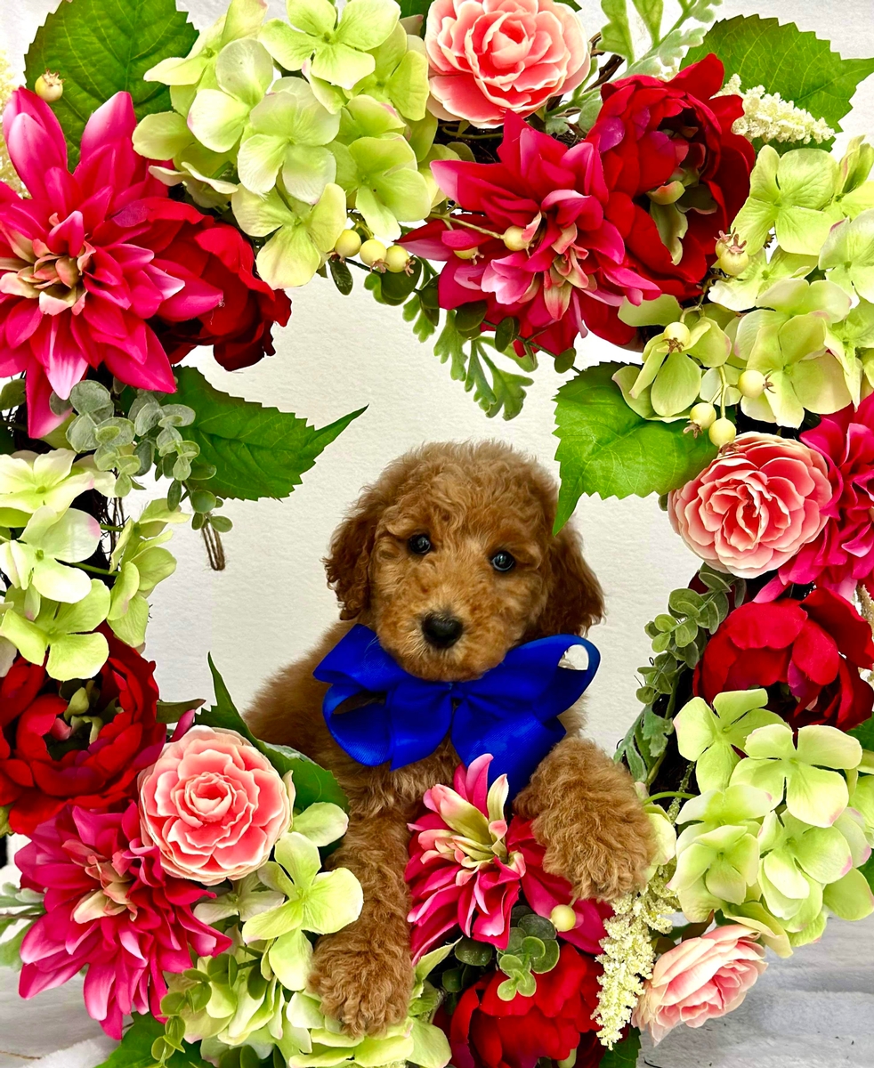 Gracie - Texas Doodles