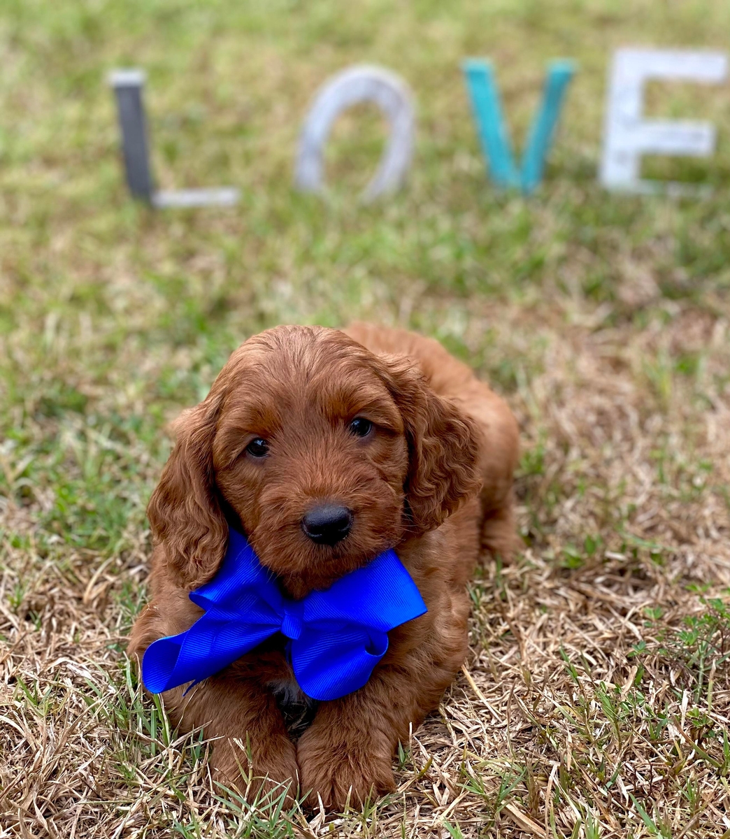 Blaze's - Texas Doodles