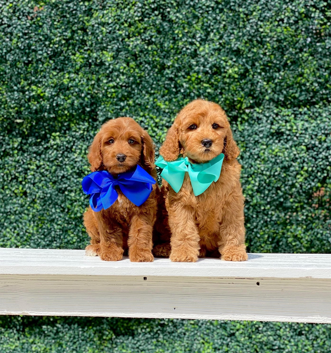 Brittain - Texas Doodles