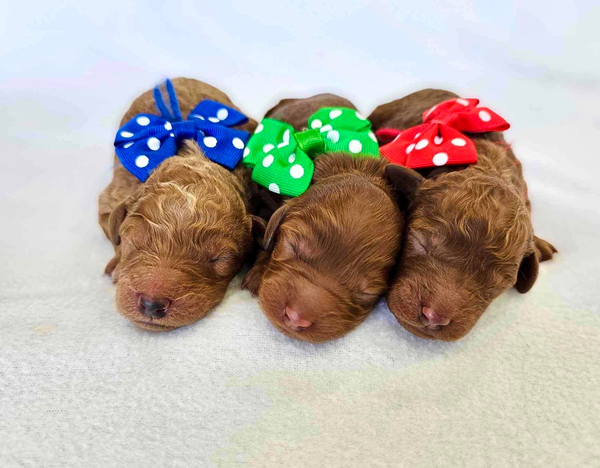 Gracie - Texas Doodles