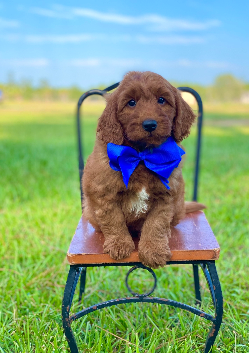 Blaze's - Texas Doodles