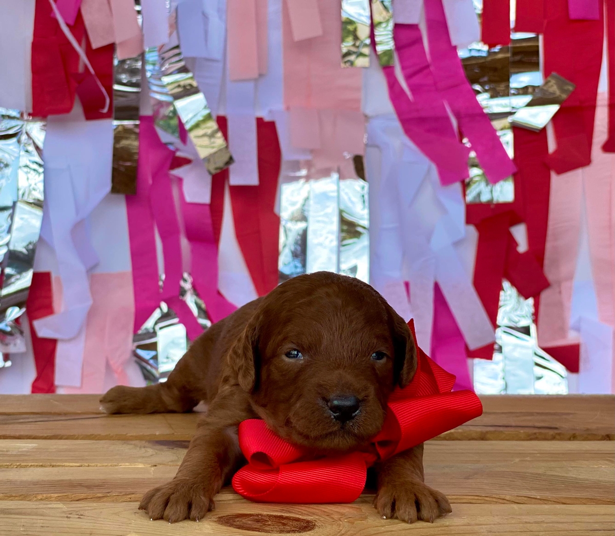 Blaze's - Texas Doodles