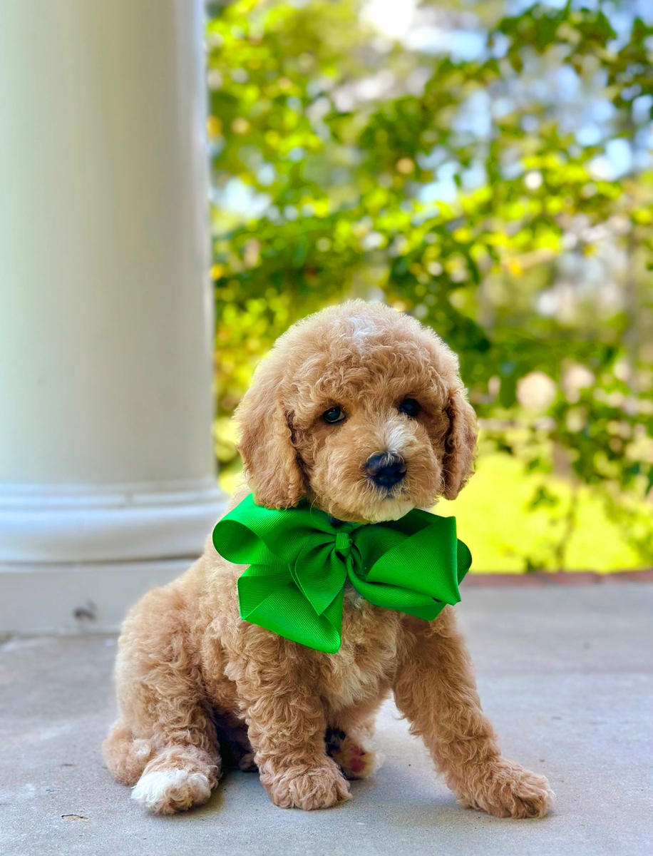 Luna - Texas Doodles