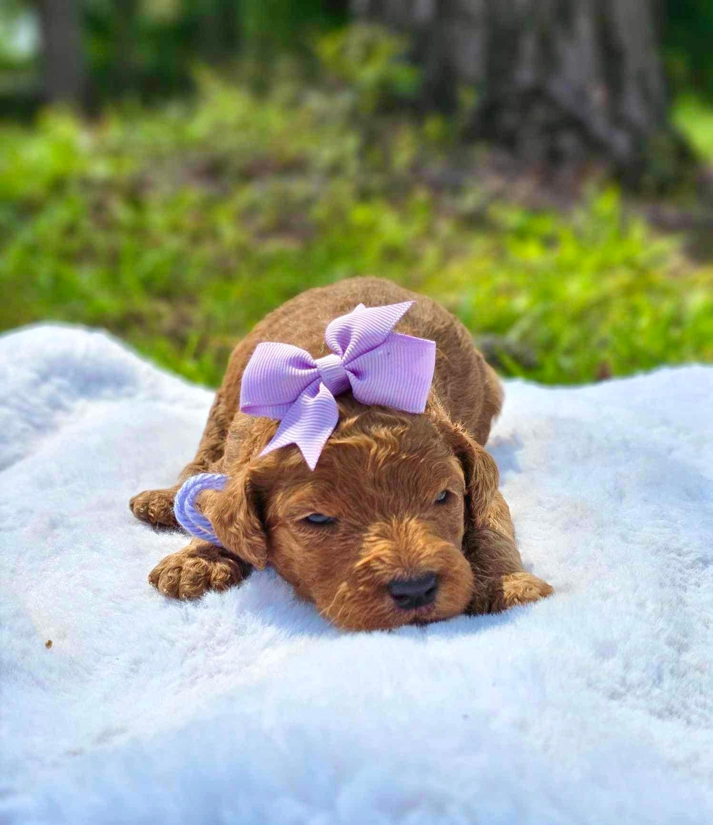 Harper's - Texas doodles