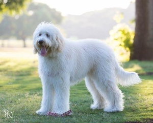 Dog Breeds - Texas Doodles