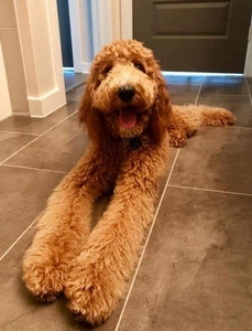 Dog Breeds - Texas Doodles