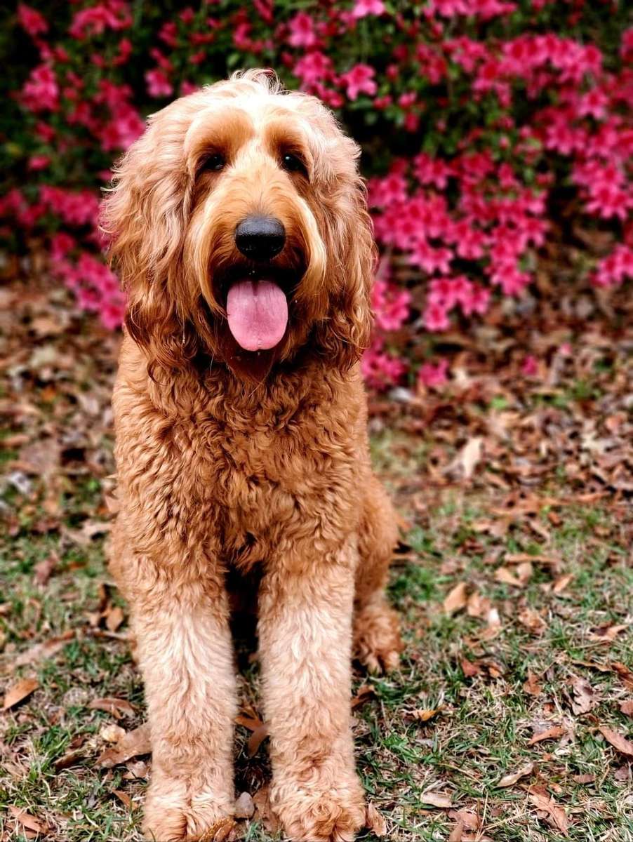 Available dogs - Texas Doodles